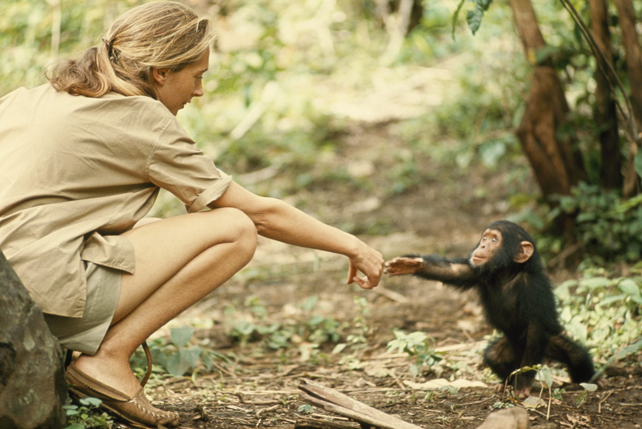 Qua đời ở tuổi 91, Jane Goodall để lại di sản vượt thời gian về khoa ...