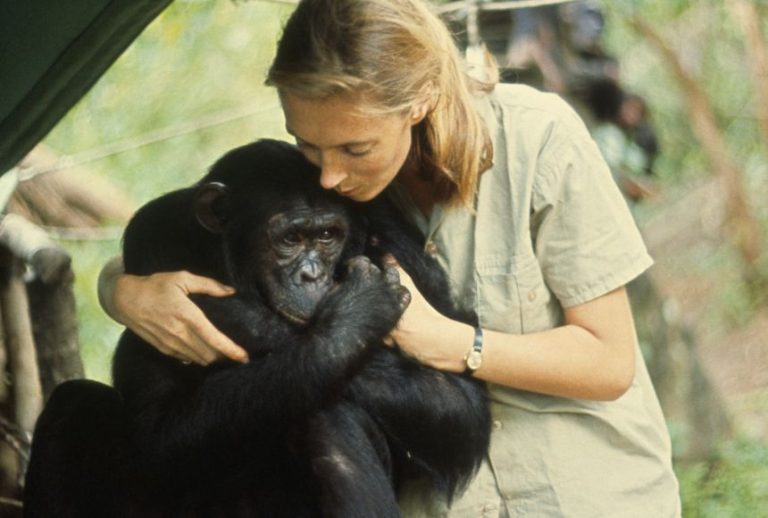 Qua đời ở tuổi 91, Jane Goodall để lại di sản vượt thời gian về khoa ...